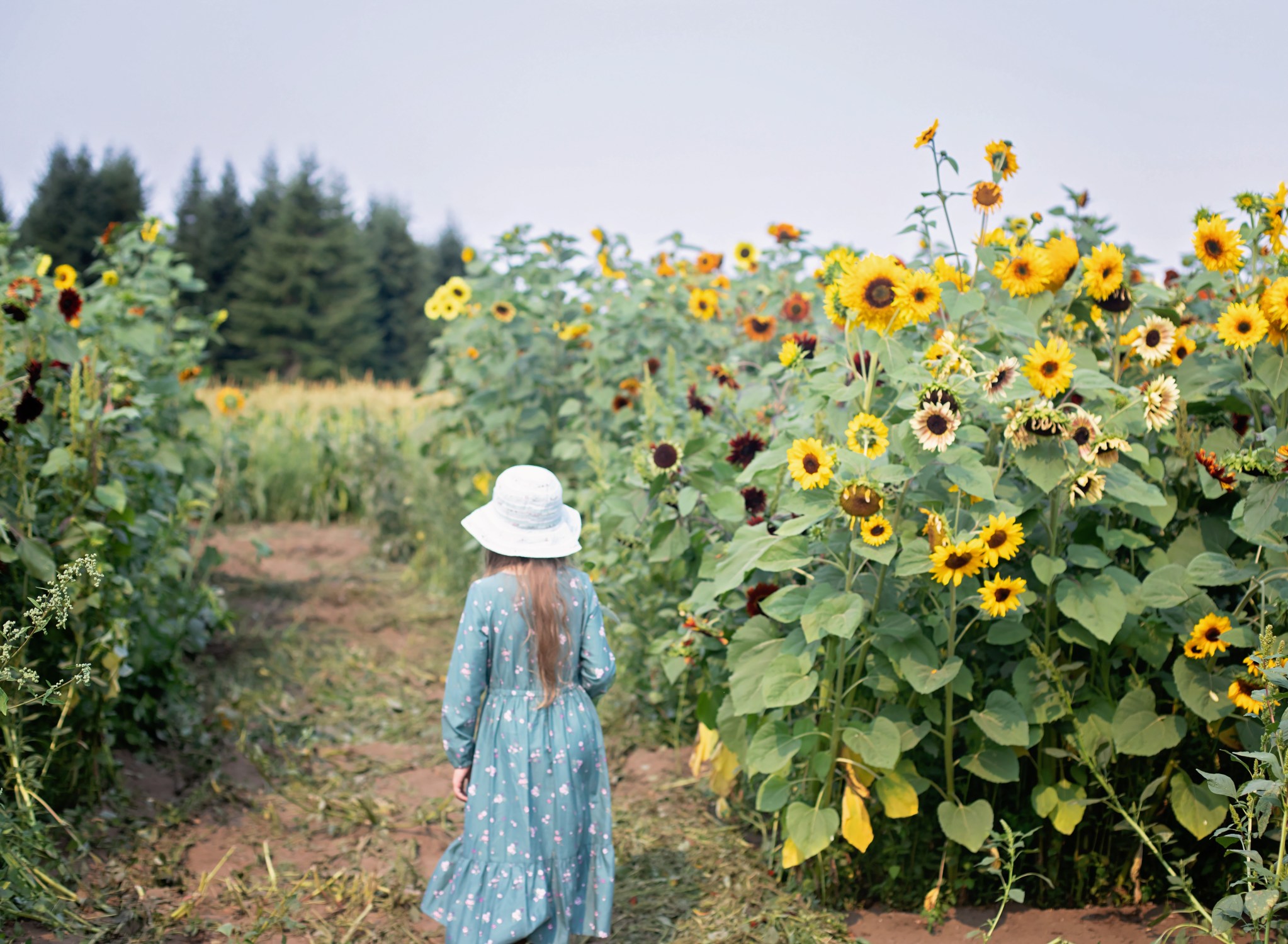 Rutledge Family Farm Sunflower Festival – Daley Family Travels