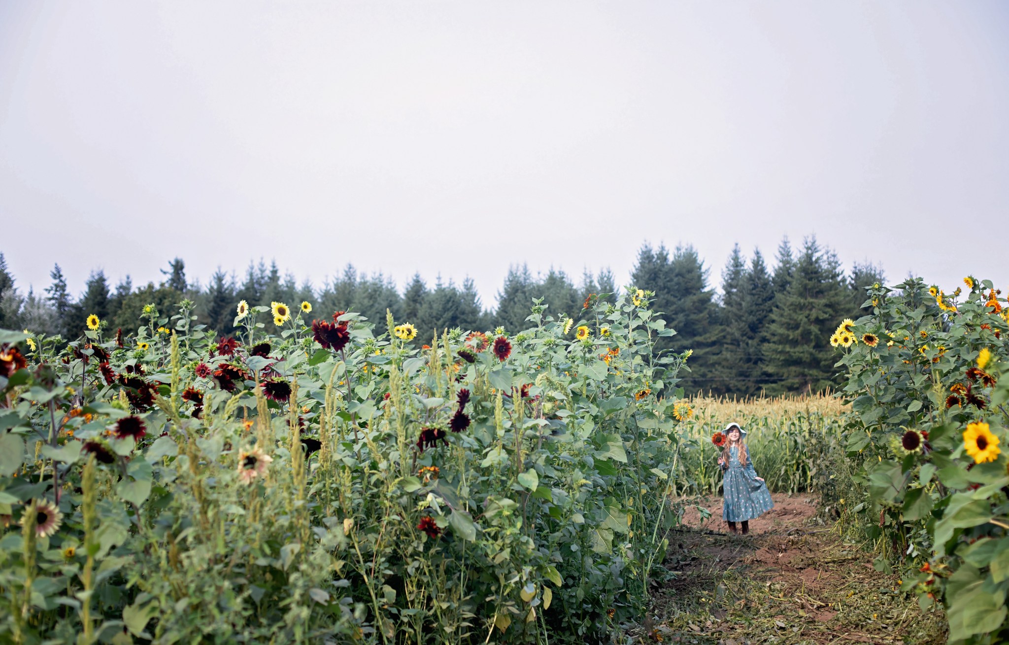 Rutledge Family Farm Sunflower Festival – Daley Family Travels