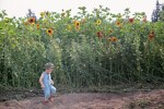 Rutledge Family Farm Sunflower Festival – Daley Family Travels